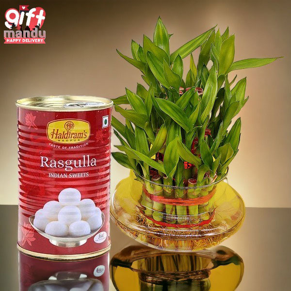 Bamboo Plant, Rasgulla Gift in Nepal | Gifts to Nepal | Giftmandu
